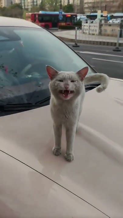 车上遇见猫 被一只异瞳白猫碰瓷了异瞳白猫可怜的猫猫蓝眼睛白猫路边的小猫纯白鸳鸯眼异瞳流浪猫不再流浪dou小助手 Youtube