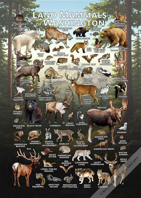 Washington Mammals Art Print Pacific Northwest Field Guide Signed