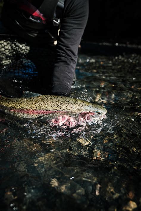 Alaska Rod Co