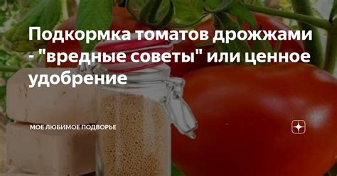 Подкормка томатов дрожжами вредные советы или ценное удобрение Мое любимое подворье Дзен