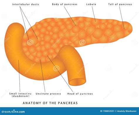 Anatomy Of The Pancreas Cartoon Vector 198853551