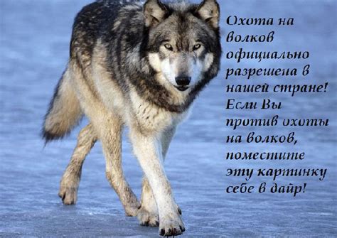 Бездомные животные фото картинки и рисунки на рабочий стол бесплатно