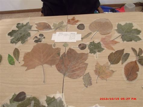 Classification Leaf Sorting