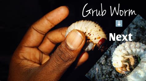 The 4 Stages Of The White Grub Lifecycle Grubworm Grub Youtube