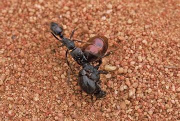 Afrikaans Ants Beetles In The Bush