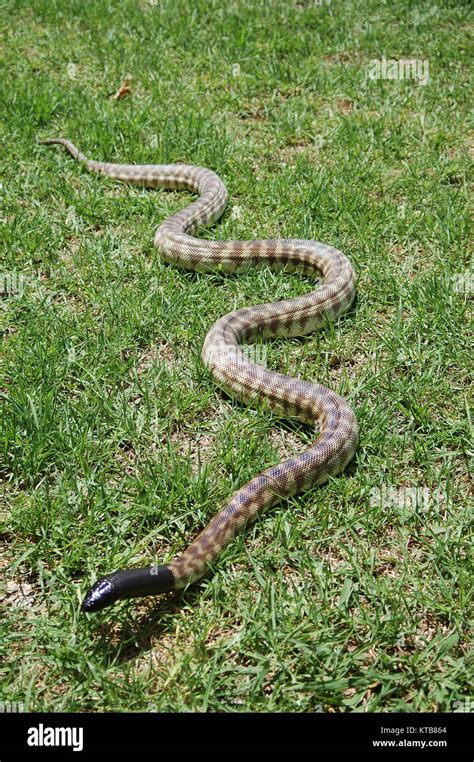 Australian Black Headed Python Aspidites Melanocephalus In The Grass