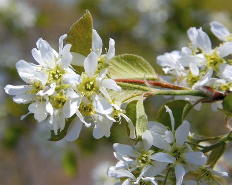 Serviceberry