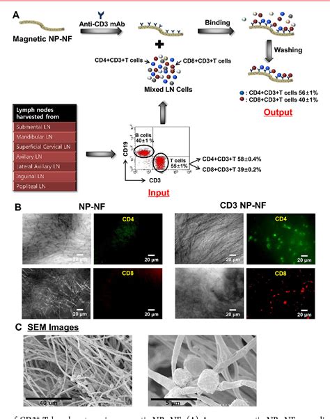 Figure 2 From Single Step Isolation And Activation Of Primary Cd3 T Lymphocytes Using Alcohol