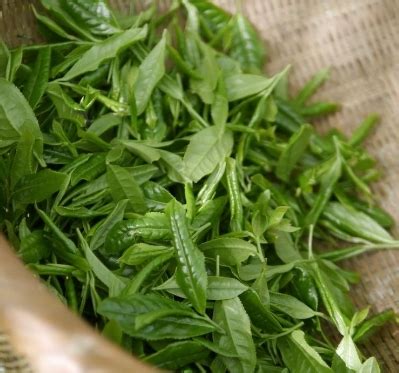 竹叶青茶图册360百科