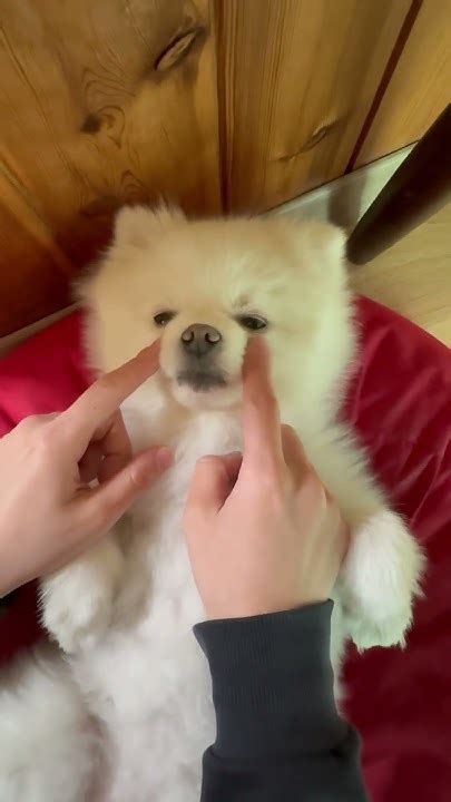 또 다른 귀여운 강아지 ️ 와이프 여동생🐶 Youtube