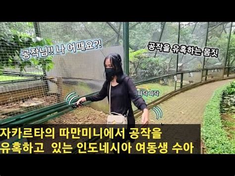 공작을 유혹하려고 하는 인도네시아 소녀 YouTube