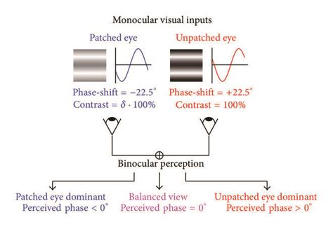 The Binocular Phase Combination Paradigm As Illustrated In The Figure Download Scientific