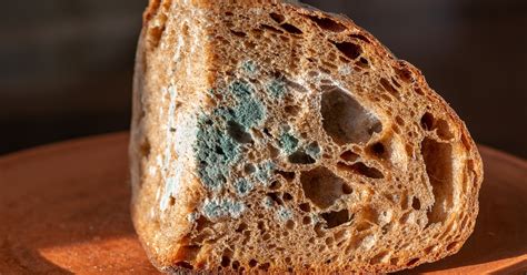 ¿qué Pasa Si Comemos Pan Con Moho Infobae