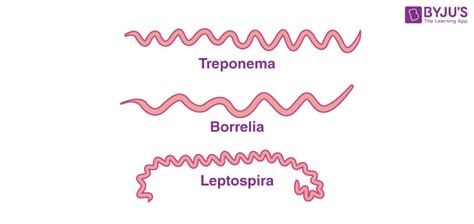 Difference Between Treponema Borrelia And Leptospira