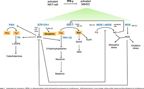 Figure 1 From Interferon Gamma Mediated Metabolic Pathways In Hospitalized Patients During Acute