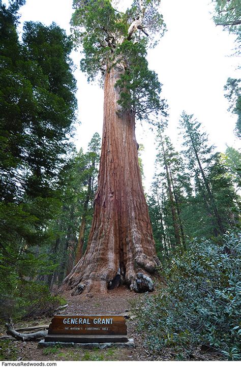 General Grant Tree Famous Redwoods