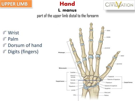 Ppt Introduction To Regional Anatomy Powerpoint Presentation Free