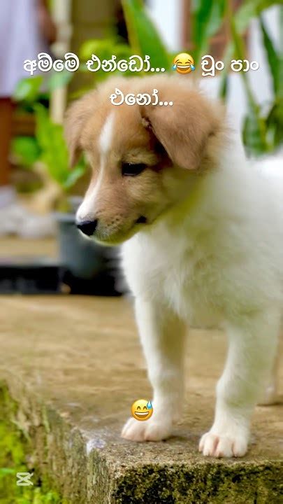 අම්මේ එන්ඩෝ 😂 චූං පාං එනෝ Youtube