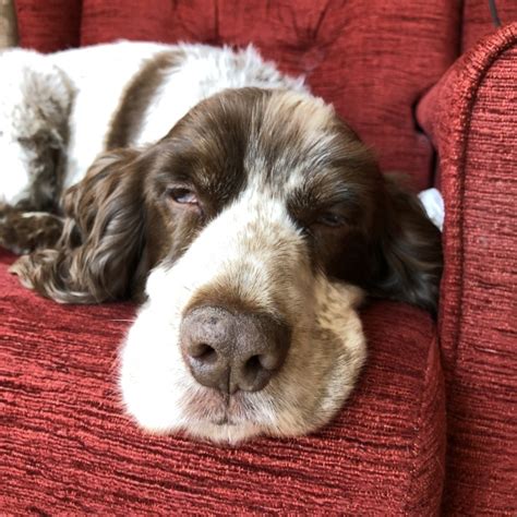 Are Show Cocker Spaniels Nice Natured Mumsnet