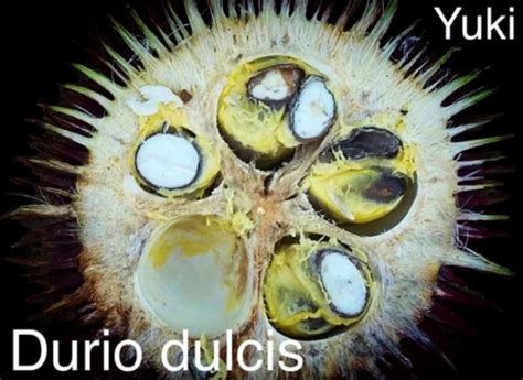 スイート・ドリアン 苗[ワイルドドリアン]durio Dulcis