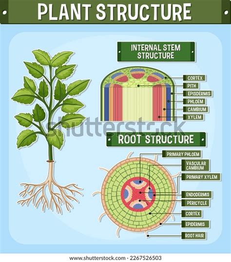 Internal Structure Plant Diagram Illustration Stock Vector Royalty