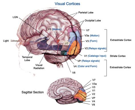 Other Curiosities About The Human Brain