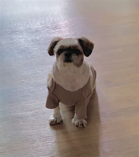 바람 부는 걸 무서워하는 사랑이 유난히 바람이 많이 불던 날 가족들이 모두 외출해야했는데 하필 마지막 주자가 나 하지마 그런얼굴 하지 마란말이야🥹 내 발걸음을