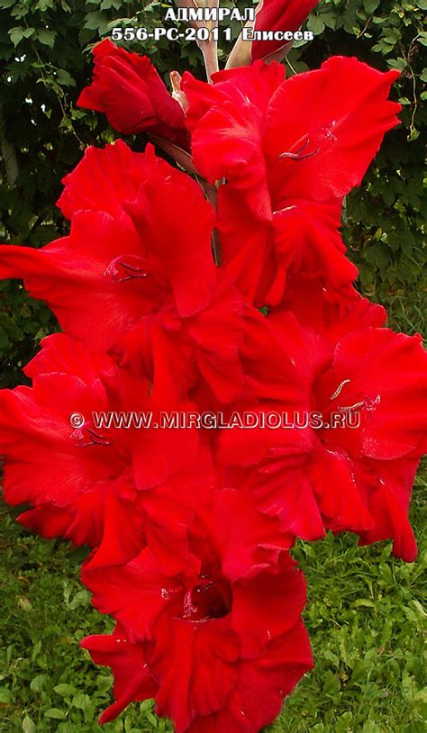 Фото гладиолуса Адмирал mirgladiolus.ru © Лазаревич Тамара МИР ГЛАДИОЛУСОВ