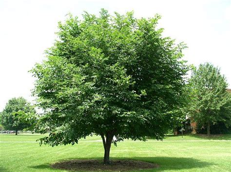 South Africas National Symbols Africa Overland Tours Wood Tree Fast Growing Trees