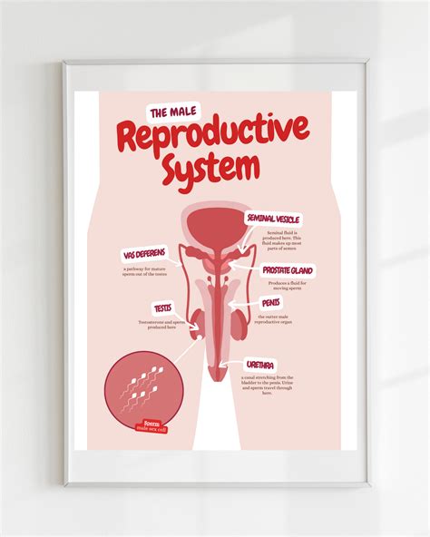 The Reproductive System Poster Male Reproduction Anatomy Poster