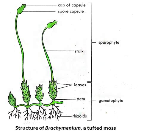 Structure Characteristics And Life Cycle Of Moss Plants A