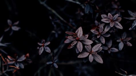 Dark Aesthetic 4k Wallpapers Top Free Dark Aesthetic 4k Backgrounds