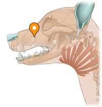 Infraorbital Foramen Vet Anatomy Imaios