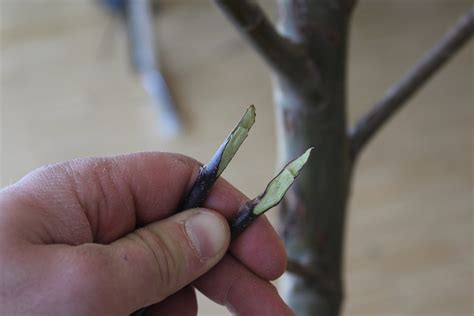 Obstbaum Veredelungskurse Naturpark Bauernland