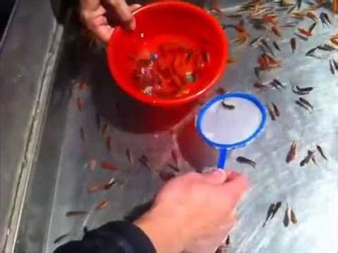 這個 撈魚 我不靈 老闆臉都綠了 YouTube