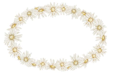 데이지 화환 손으로 그린 수채화 그림은 고립된 배경에 카모마일 꽃이 있는 둥근 프레임이다 인사말 카드 또는 청첩장을 위한 식물 템플릿입니다 야생화와 국경 0명에 대한 스톡