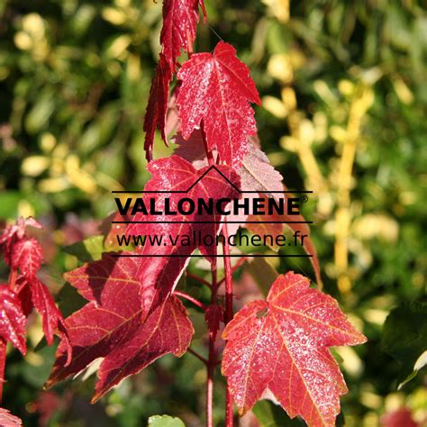 Acer Rubrum Summer Red Hosr érable Rouge