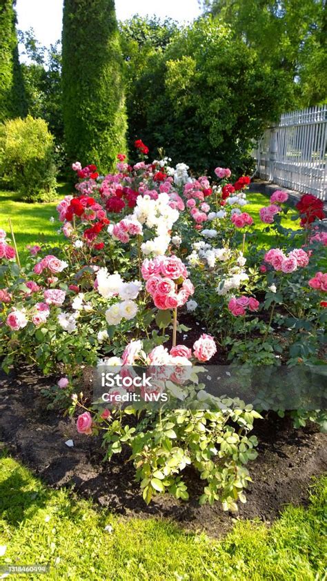 정원에서 분홍색 빨간색 흰색 향수 장미 관목 장미화 꽃무늬 배경에 투자 토피아 꽃 꽃 품종 선택 여름 녹색 햇볕이 잘 드는 공원 자연의 아름다움 세로 장미 화원에 대한 스톡