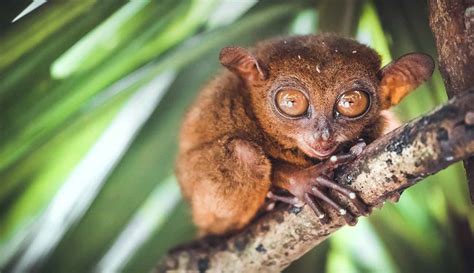 Tarsier