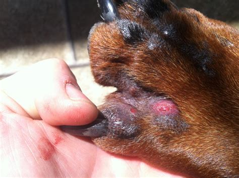 Skin Issues Sores And Bleeding Paws Doberman Forum Doberman Breed