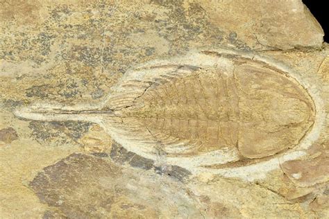 Rare 245 Olenellus Trilobite From Rome Formation Alabama 181840