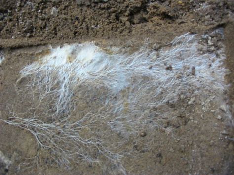 Mycelium Simple English Wikipedia The Free Encyclopedia