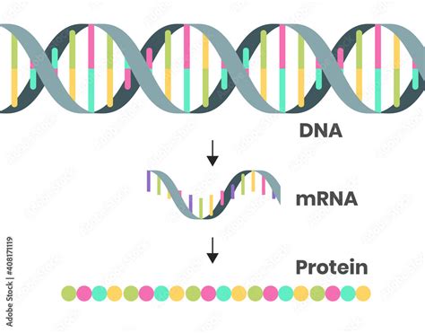 Polypeptide Chain Translation