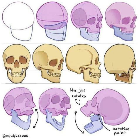 Pin By Michelle Montgomery On Reference Art And Photos Skull Anatomy