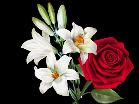 백합과 장미 Band