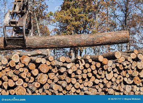 Stacking Tree Logs At A Sawmill Stock Image Image Of Forest Rough 46701717