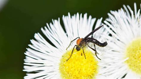 Love Bugs What Are They And How To Get Rid Of Them
