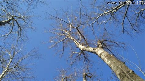 白楊樹和白樺樹區別 養花網