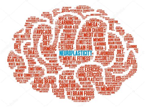 Neuroplasticity Brain Word Cloud — Stock Vector © Arloo 130314174