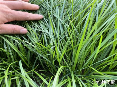多年生黑麦草种一次管6 7年经济价值高分享种植技术 知乎